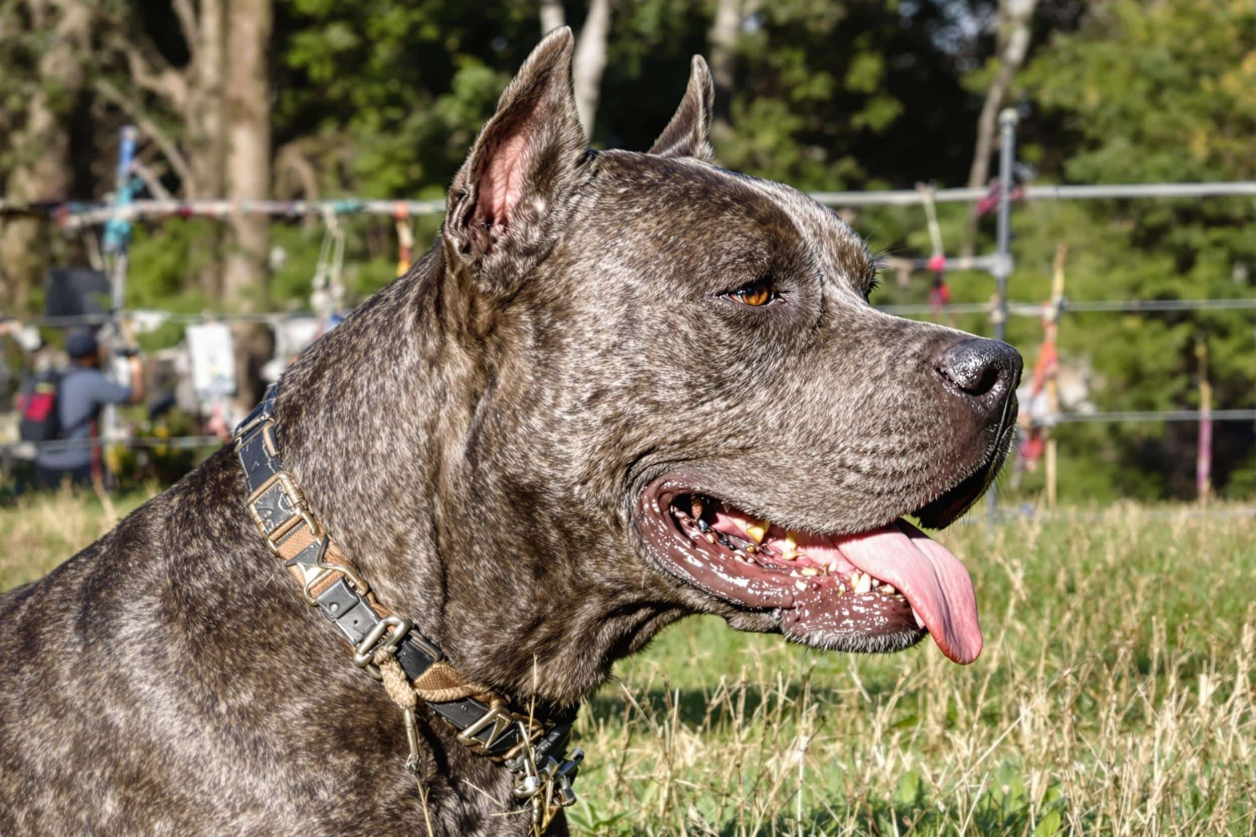 Cane Corso : Tout ce que vous devez savoir sur cette race impressionnante